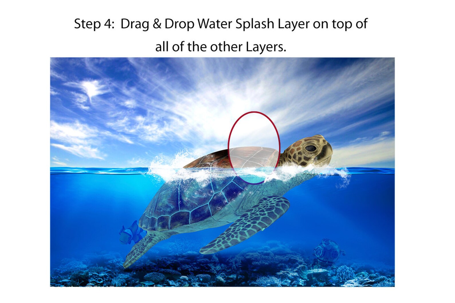 Turtle Backdrop Background / 3 Pack /digital Background / - Etsy