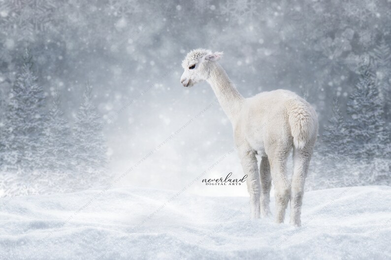 2-PACK Winter Alpaca Background for Composites / Christmas Backdrop for ...