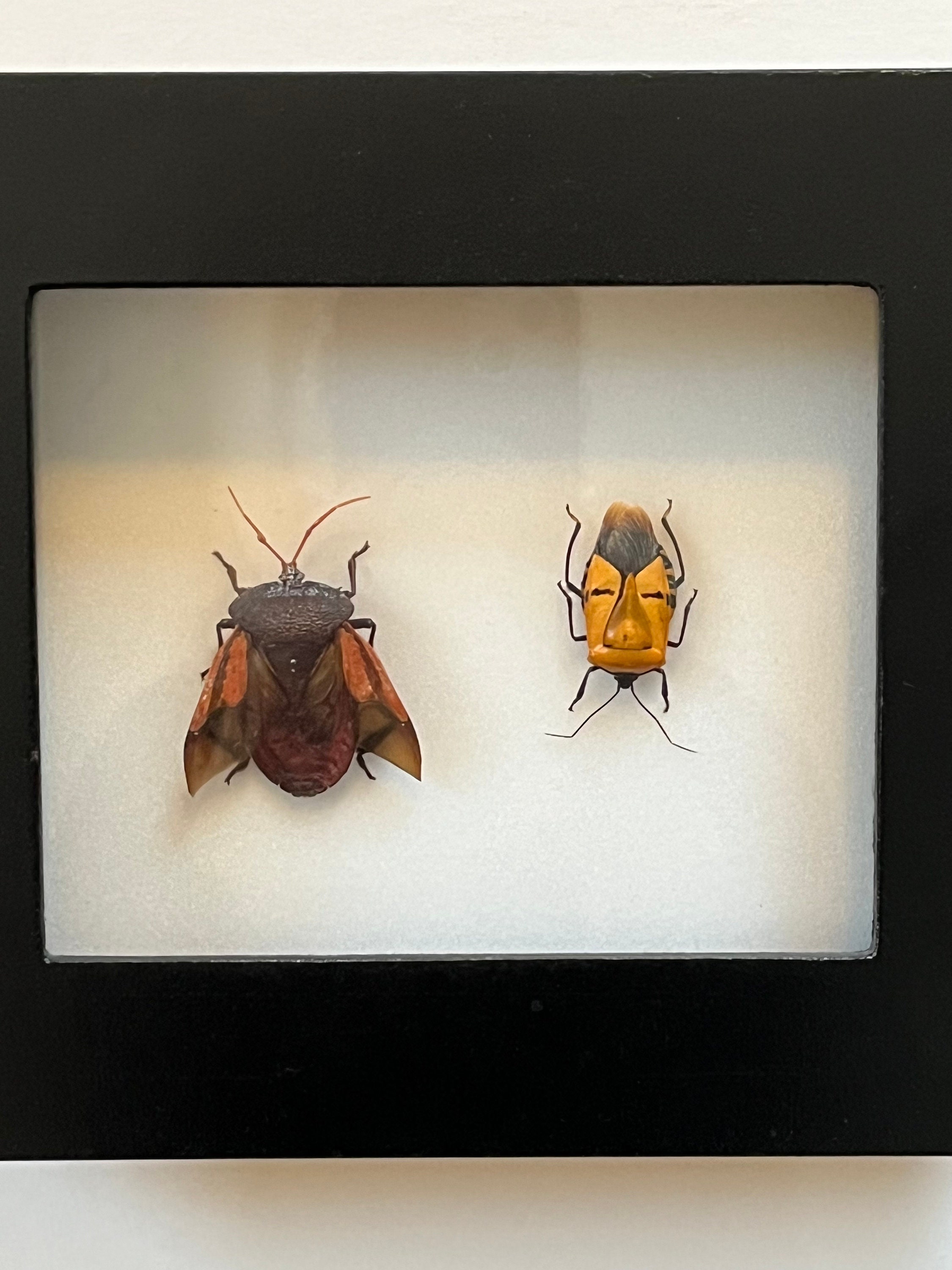 2 Two Man Face Bugs Beetle Pair in Black Frame From Vintage - Etsy