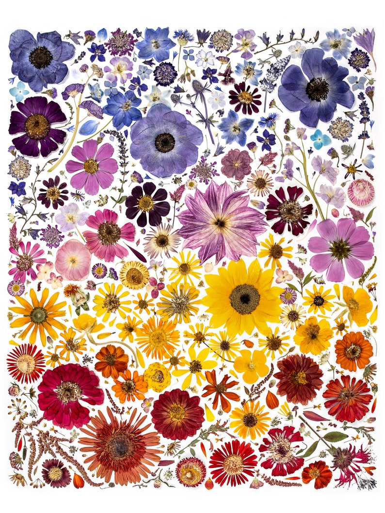 Rainbow Pressed Flower Art Print | 8x10 Giclee Print on Fine Art Paper ...