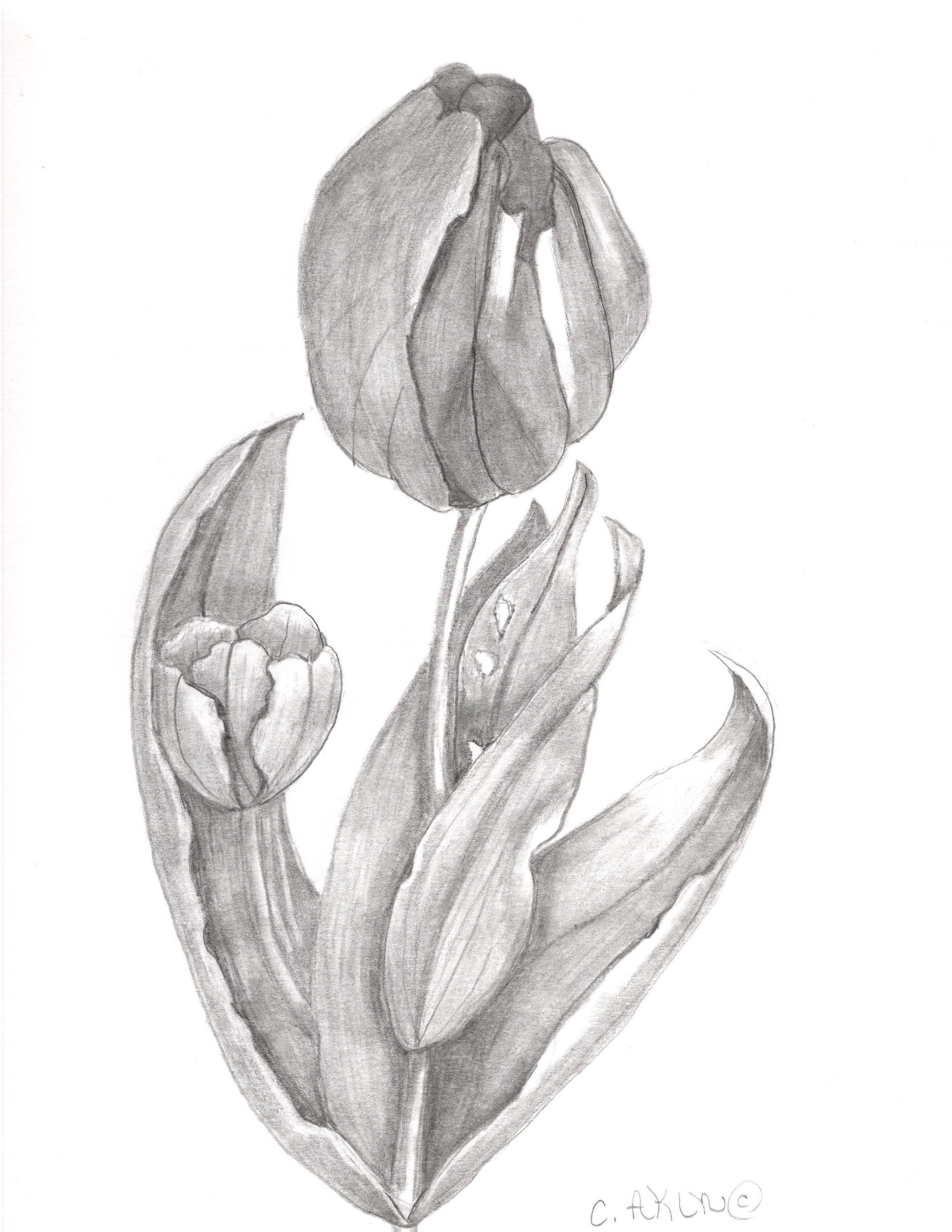 Realistic Tulip Drawing