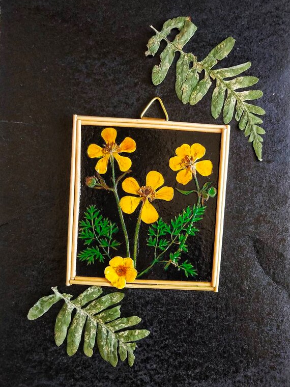 Real Buttercup Flower Wall Art/decor Dried Buttercup Flower | Etsy