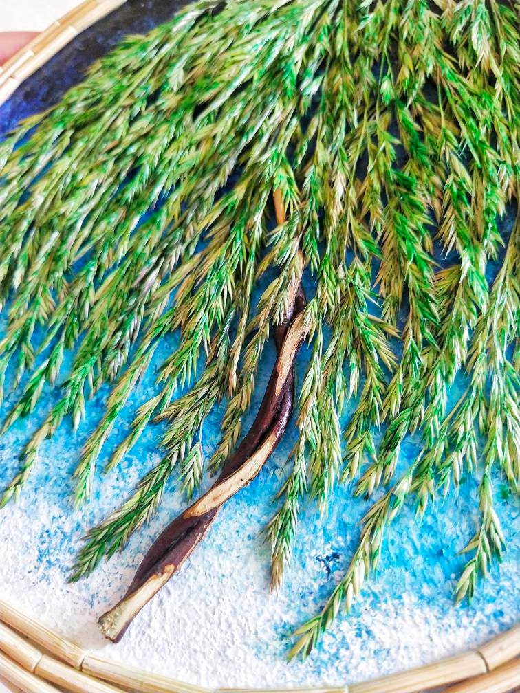 Weeping Willow Tree Wall Art/real Plants Wall Decor/round Wall - Etsy