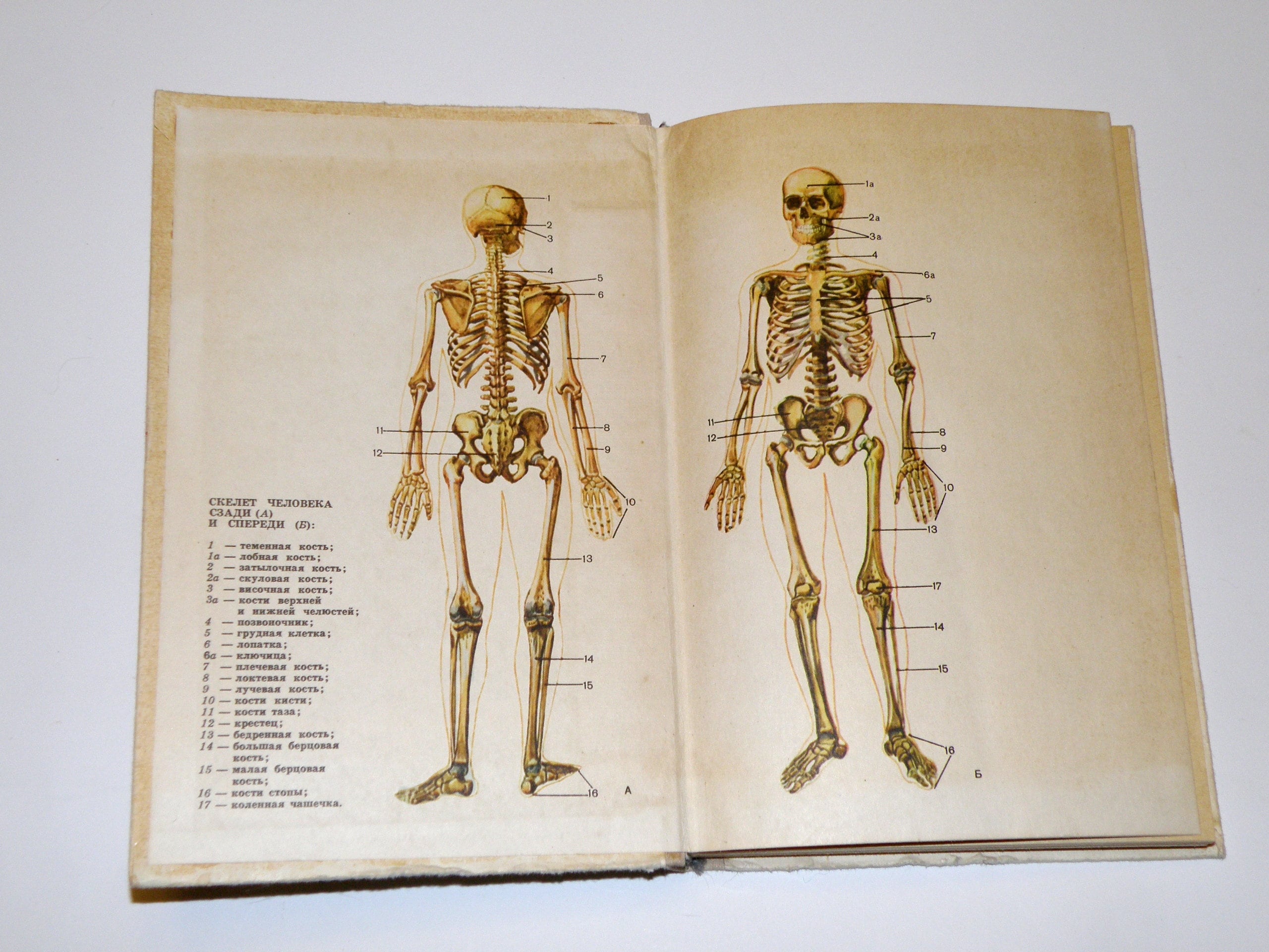 1979 Anatomy Physiology and Hygiene of Children of Primary School Age ...