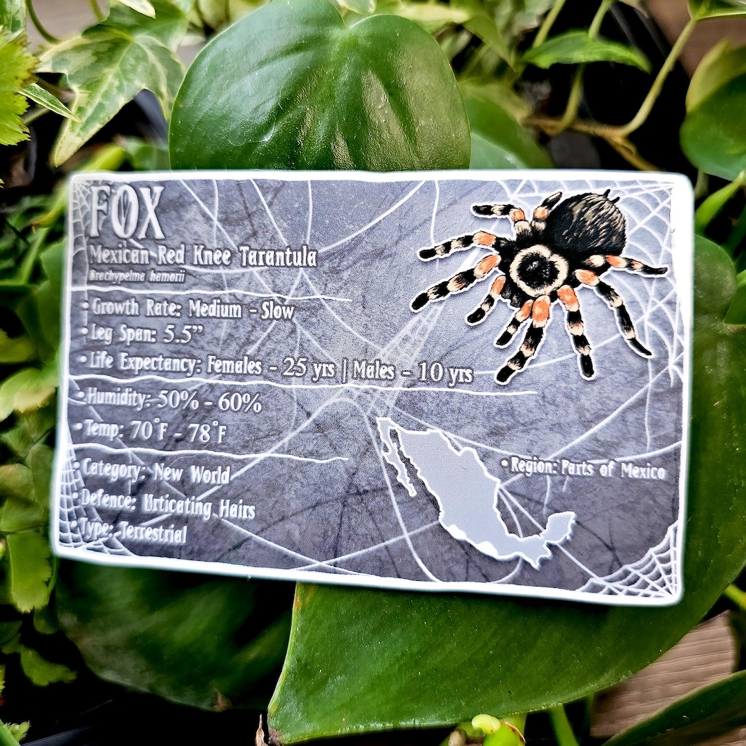 Custom Mexican Red Knee Tarantula Tank Label | Custom Name | Web Themed ...