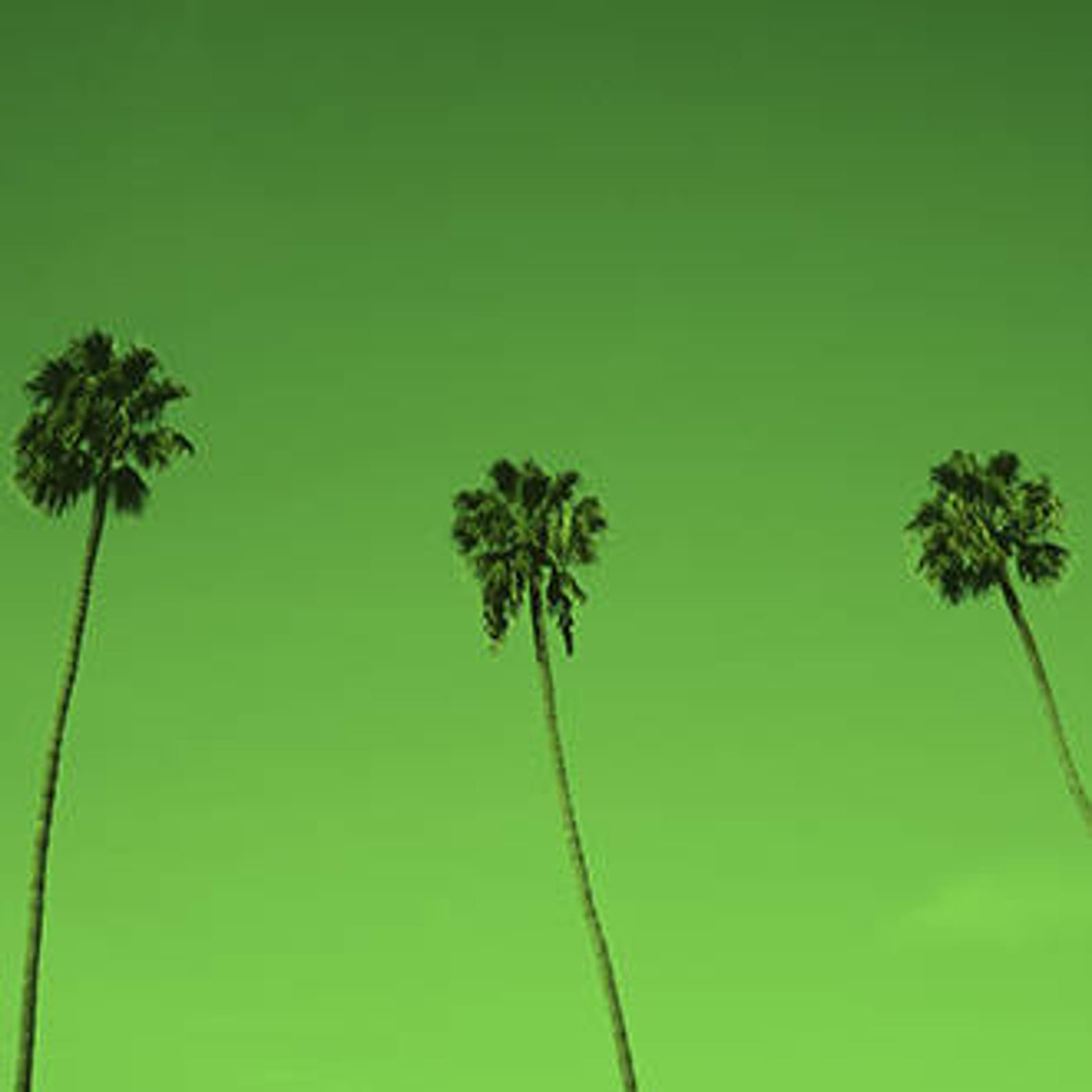 GREEN Filter Print Palm Tree Edgy Beach Vibe Cali Vibe - Etsy