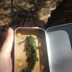 Catfish in Resin Pond Polymer Clay Art Pond in a Tin - Etsy
