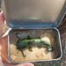 Catfish in Resin Pond Polymer Clay Art Pond in a Tin - Etsy
