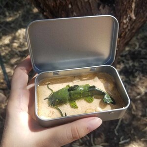 Catfish in Resin Pond Polymer Clay Art Pond in a Tin - Etsy