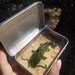 Catfish in Resin Pond Polymer Clay Art Pond in a Tin - Etsy