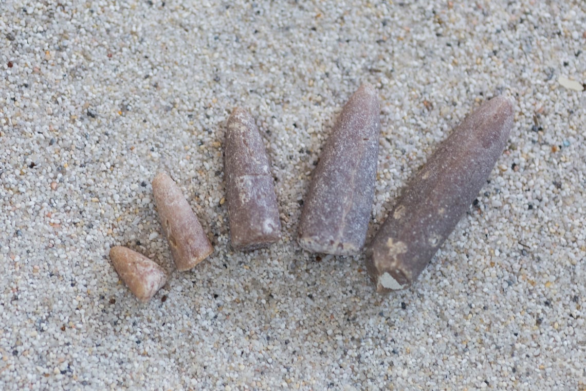 Donnerkeile, Belemniten, Fossilien von der Ostsee - Etsy.de