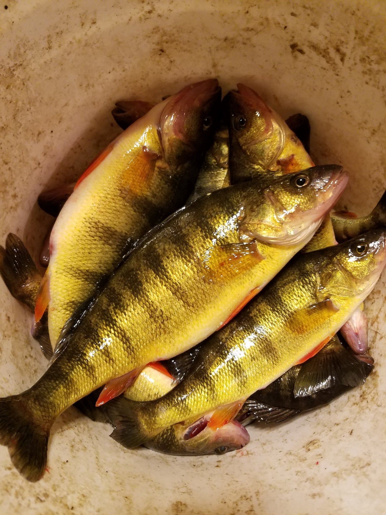 Perch Minnow Rig - Etsy