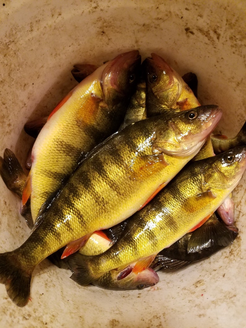 Perch Minnow Rig - Etsy