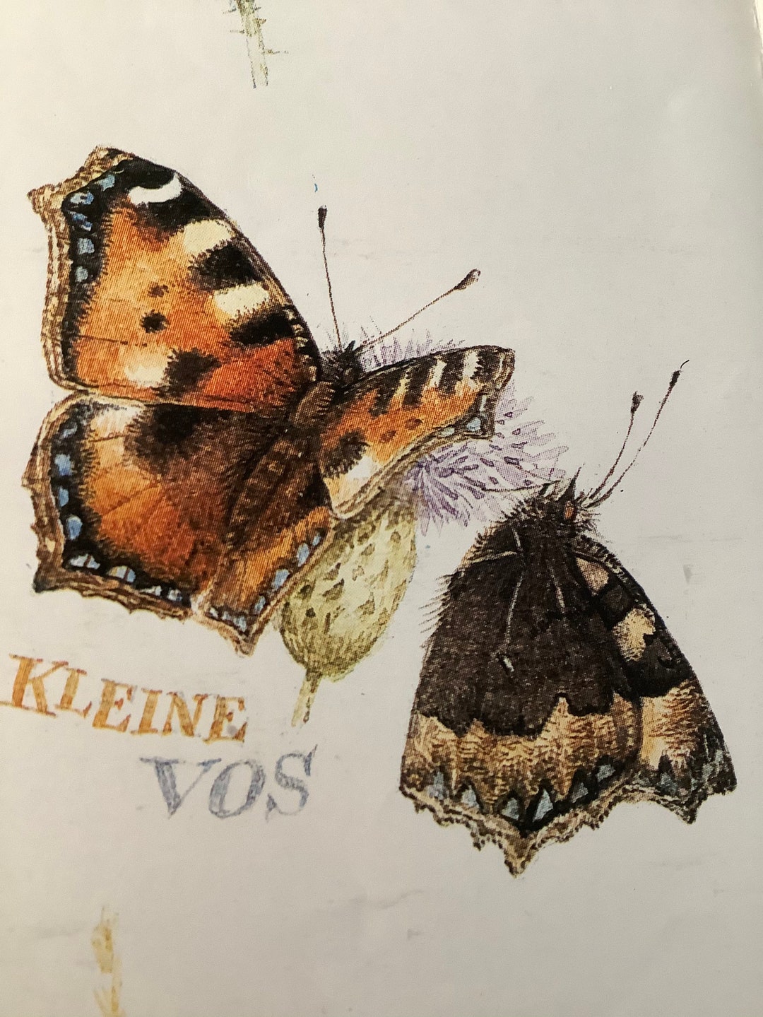 Vintage Butterfly Poster by Marjolein Bastin - Etsy