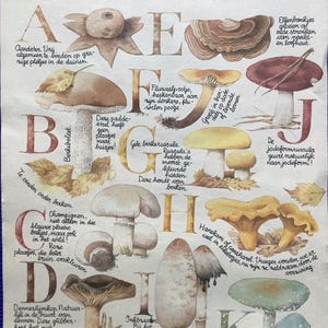 Vintage Mushroom and Fungi Alphabet Pages by Marjolein Bastin - Etsy
