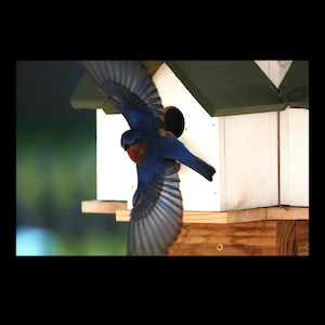 Bird House 4 Sided for Stump or Post Mount - Etsy