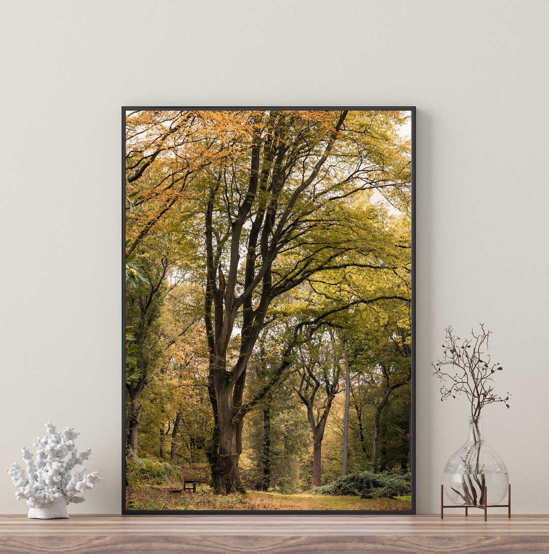 Autumn Woodland Print: British Forest Photo, Earthy Tone Wall Art - Etsy UK