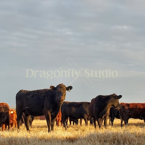 Angus Cattle Photography, Cow Print, Digital Download, Country ...