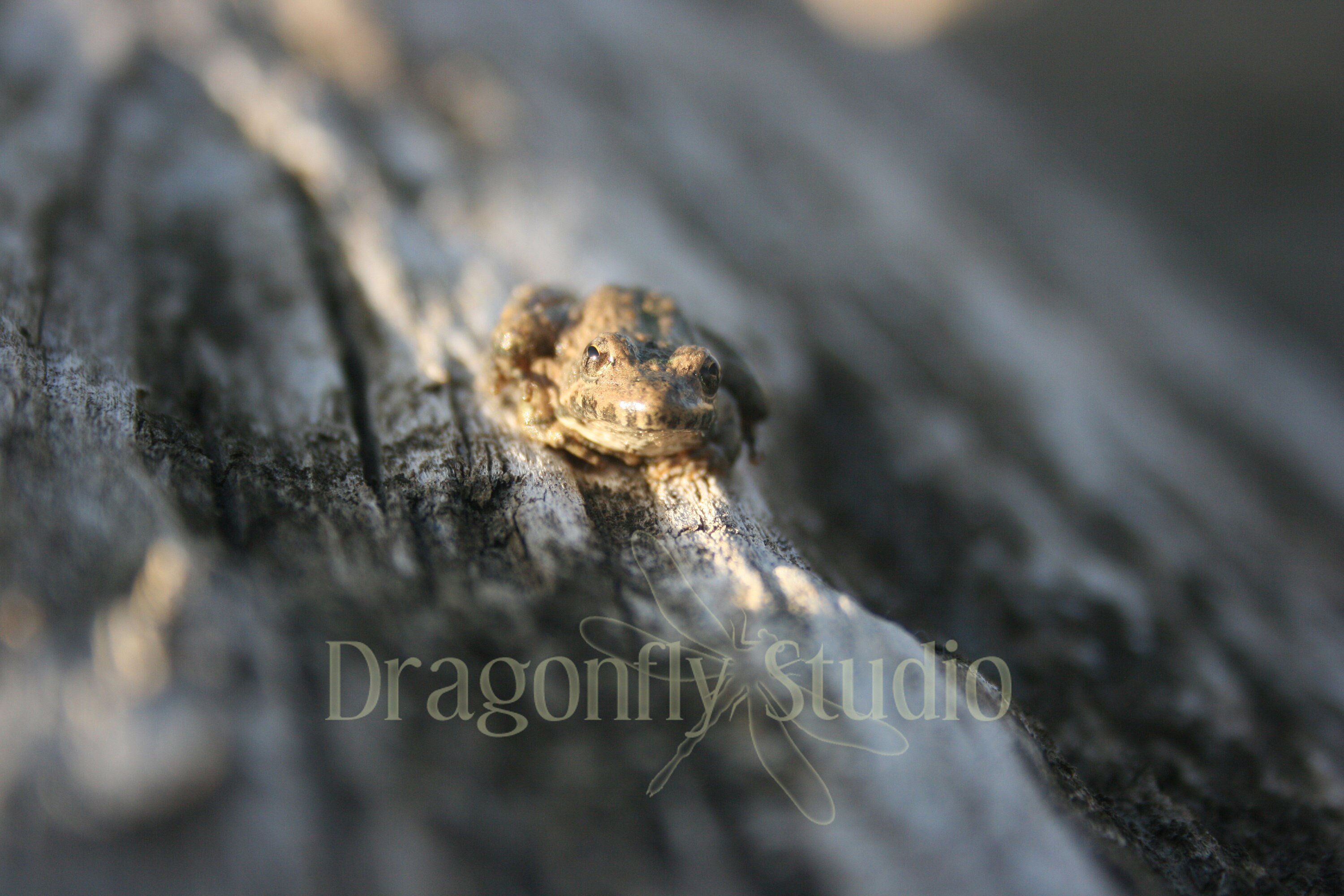 Frog on a Log, Digital Download, Nature Photography, Wildlife Photos - Etsy
