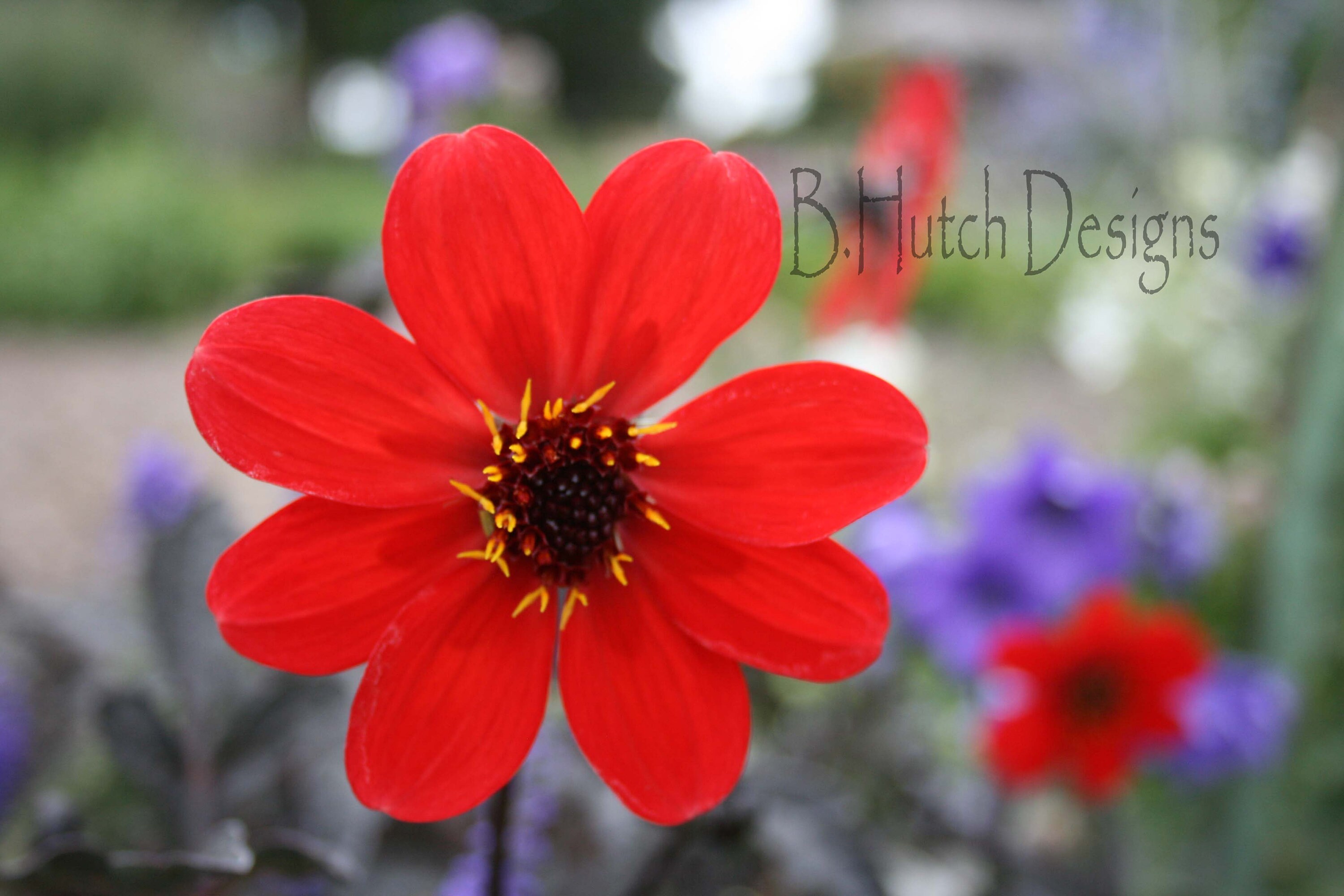 Rode bloem fotografie, digitale Download, natuur Print, botanische ...