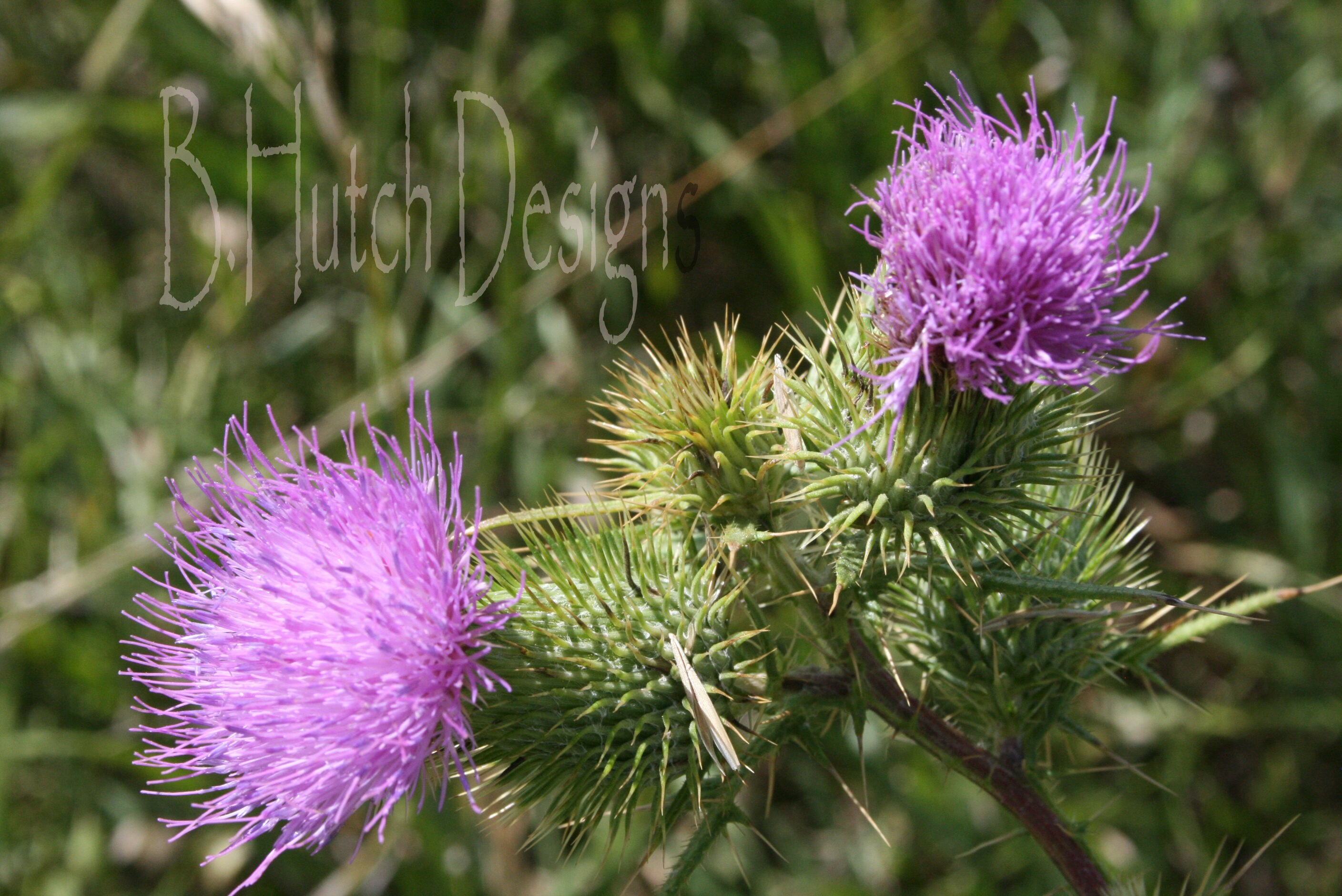 Purple Thistle Flower Photography Digital Download Nature | Etsy