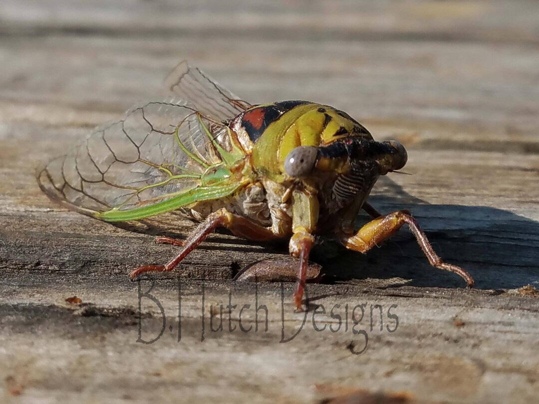 Cicada Locust Bugs, Nature Photography, Bug Photo, Digital Download ...