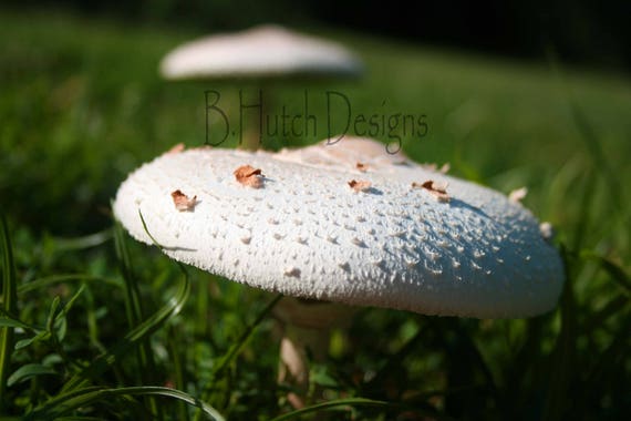 Toad Stools Print Nature Photography Nature Printable | Etsy