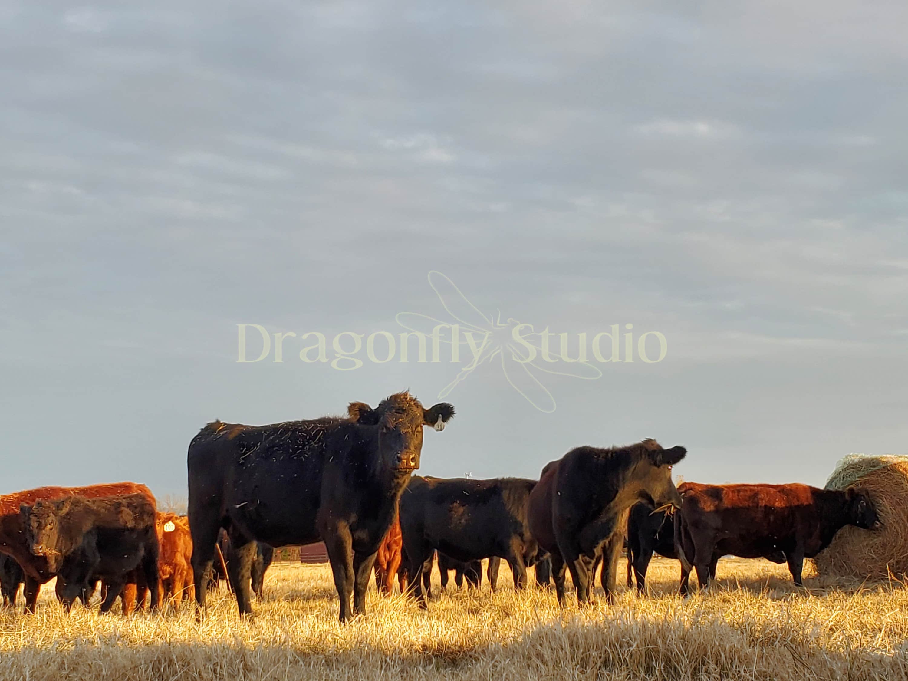 Angus Cattle Photography, Cow Print, Digital Download, Country ...