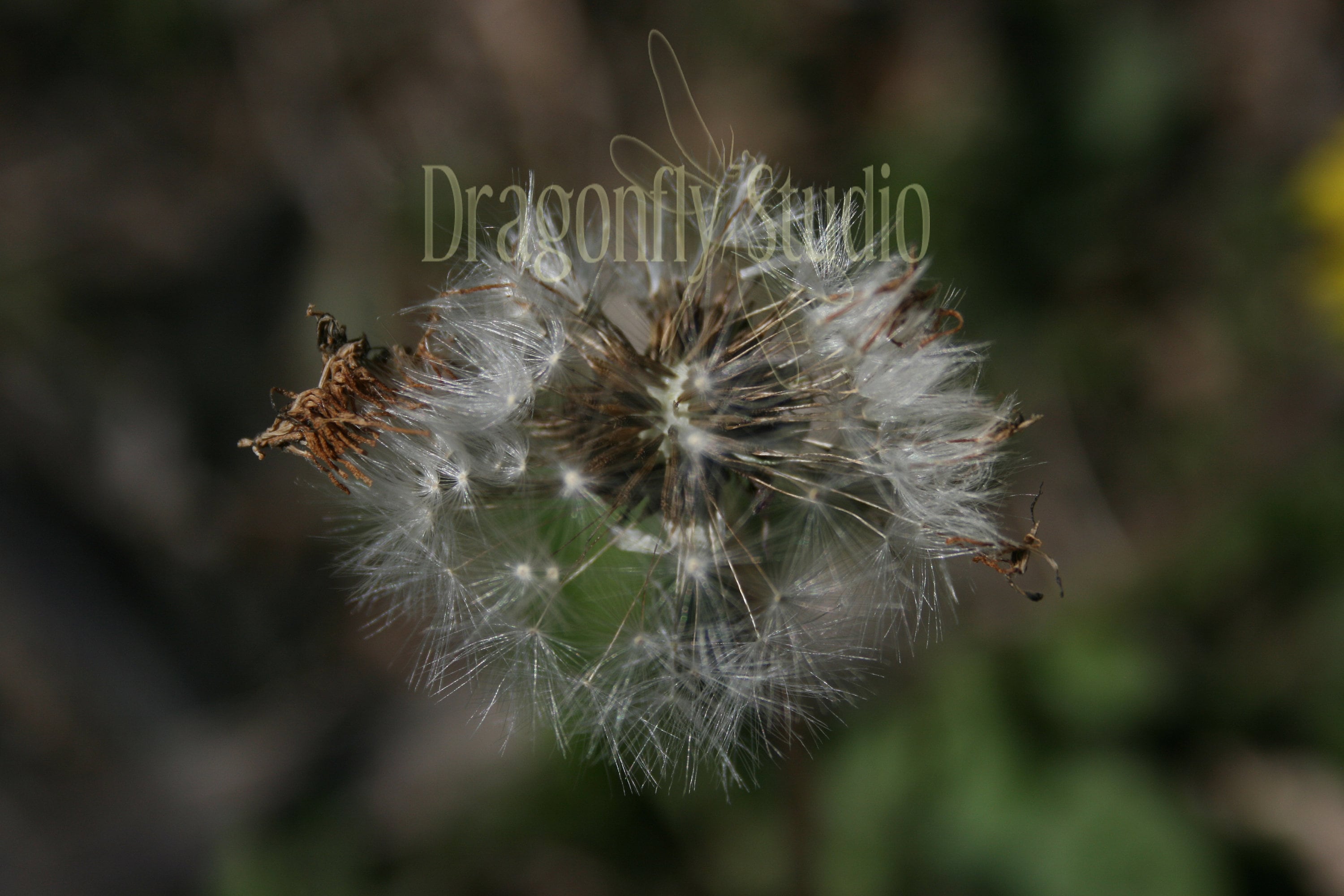 Dandelion Fluff Photography Print, Nature Wall Art (digital Download ...