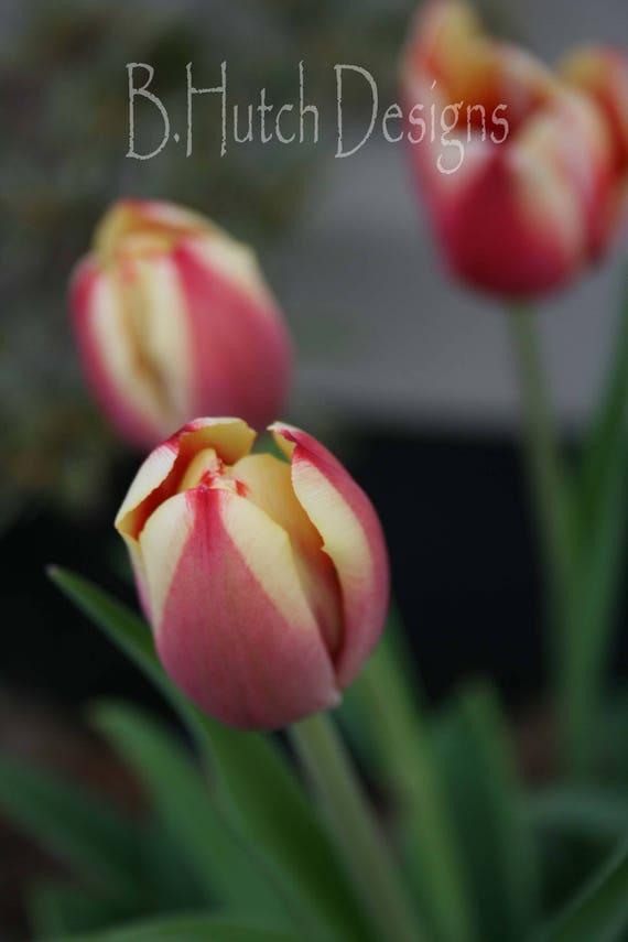 Tulip Trio Flower Digital Download Nature Photography Flower | Etsy