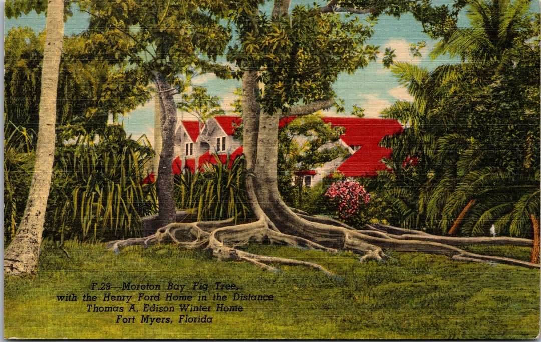Fort Myers Florida Moreton Bay Feigenbaum Thomas Edison Winterhaus ...