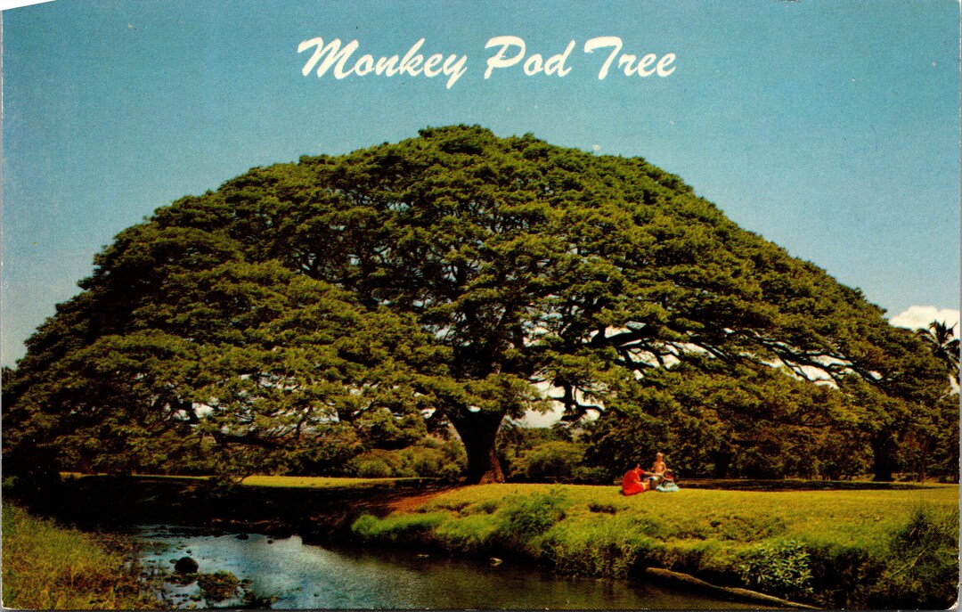 Hawaii HI Hawaiian Monkey Pod Tree Postcard - Etsy