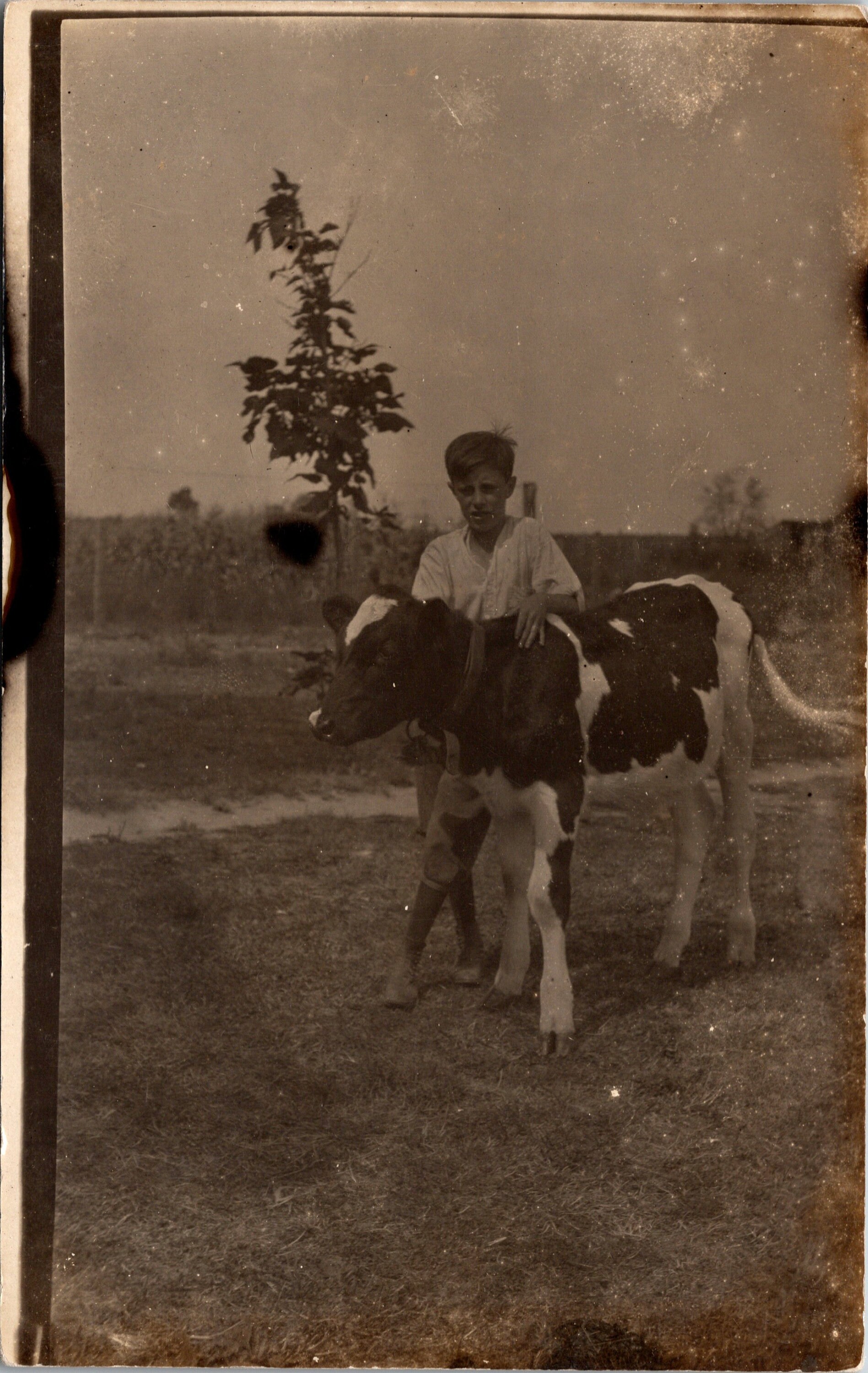 RPPC Boy With Black & White Calf Cow 1904-18 Era Real Photo Postcard L2 ...