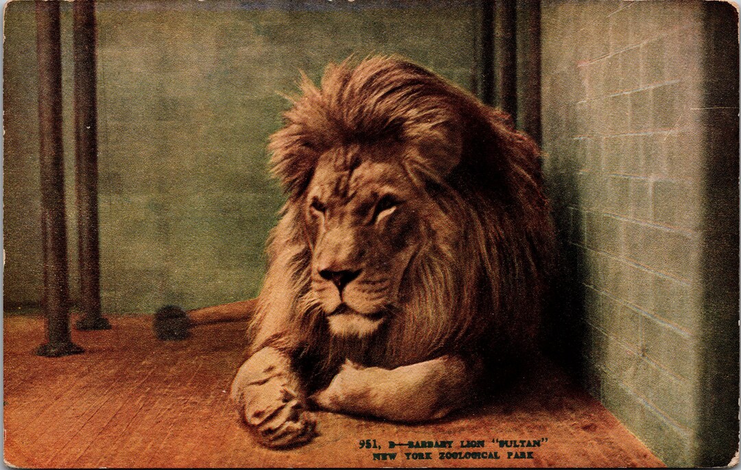 Barbary Lion Sultan
