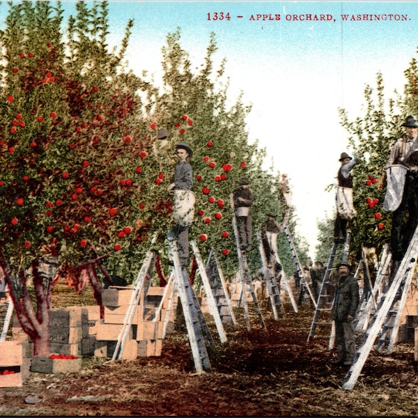 Washington Apple - Etsy