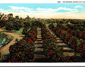 Orange Grove | Etsy