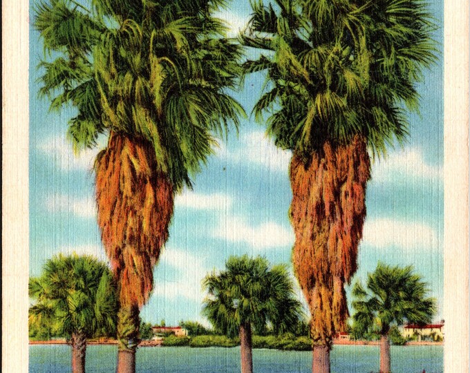 Washingtonian Palm Trees Florida FL Linen Vintage Postcard L1 - Etsy