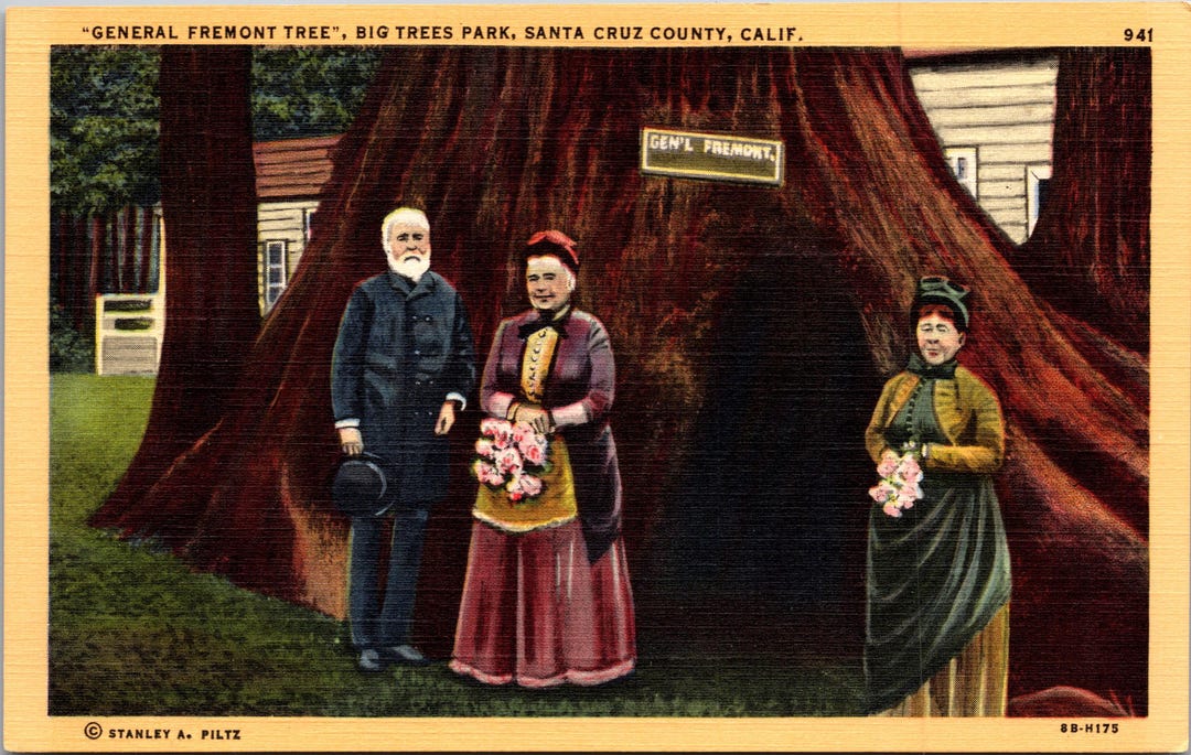 General Fremont Tree Big Trees Park Santa Cruz County California CA ...