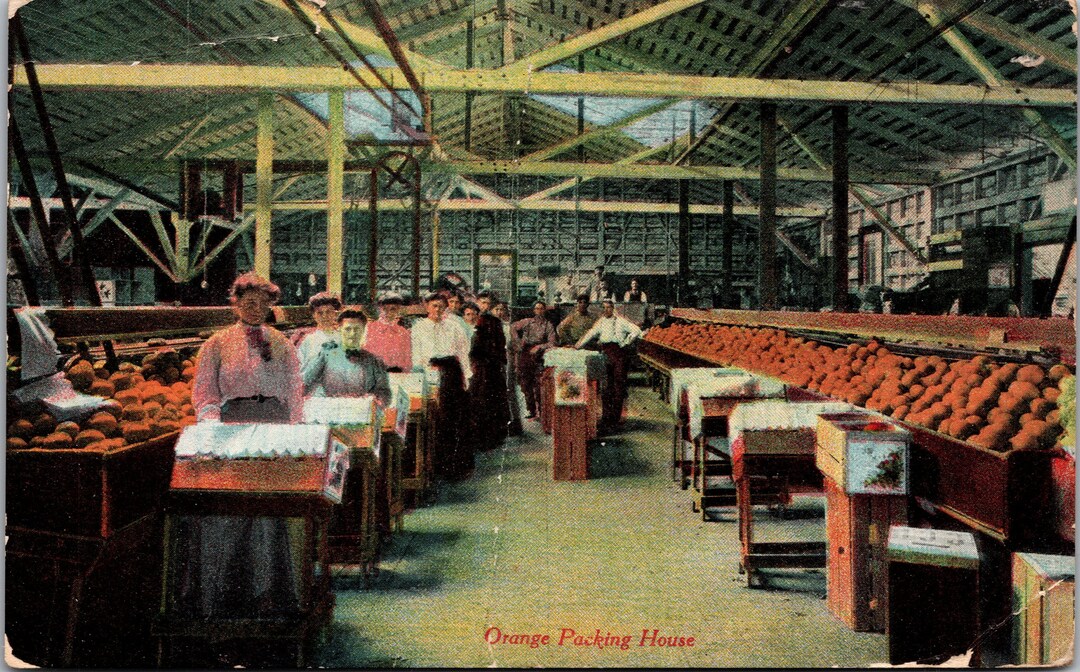 CA Orange Packing House Worlds Panama Pacific Exposition 1915 - Etsy