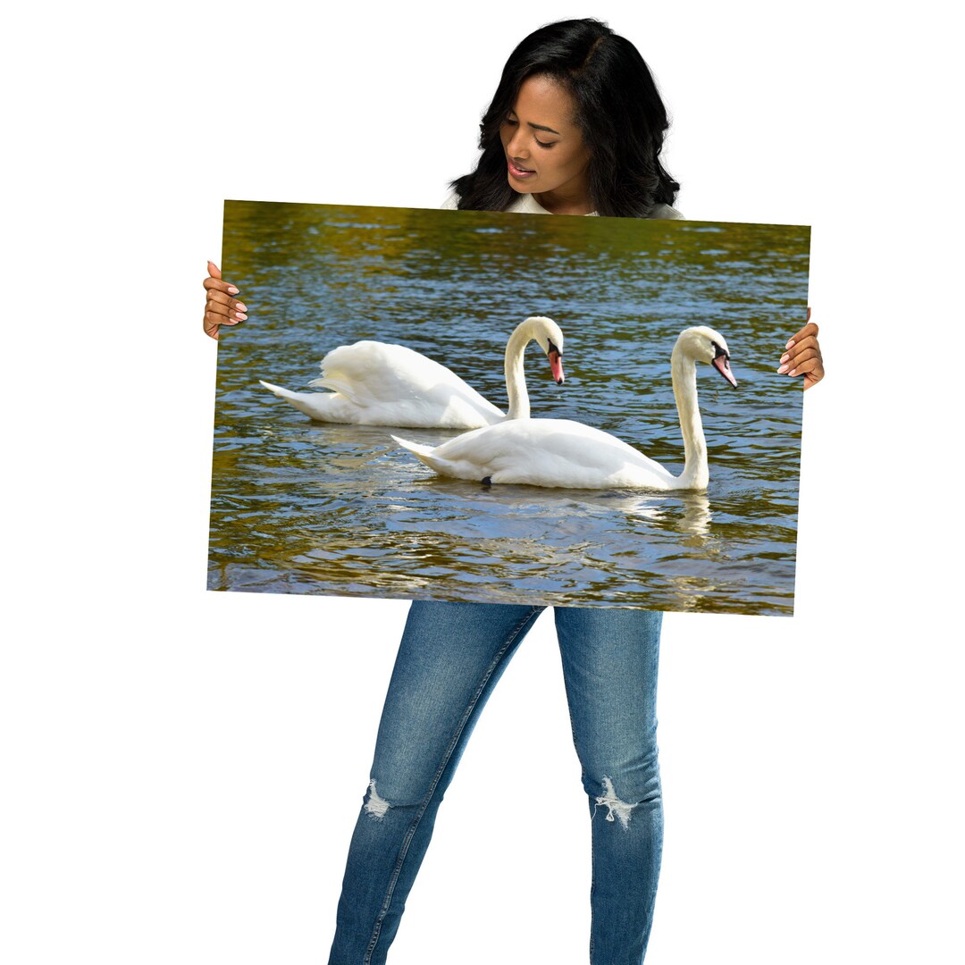 WHITE SWANS Photo Poster Wall Art Décor Without Frame - Etsy