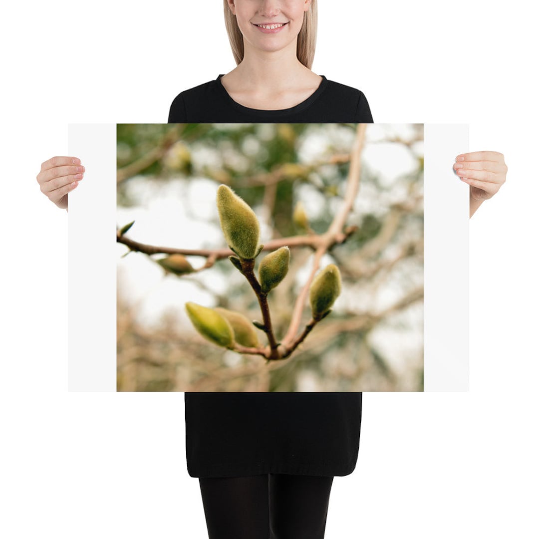 MAGNOLIA FLOWER BUDS Photo Poster Wall Art Décor Without Frame - Etsy