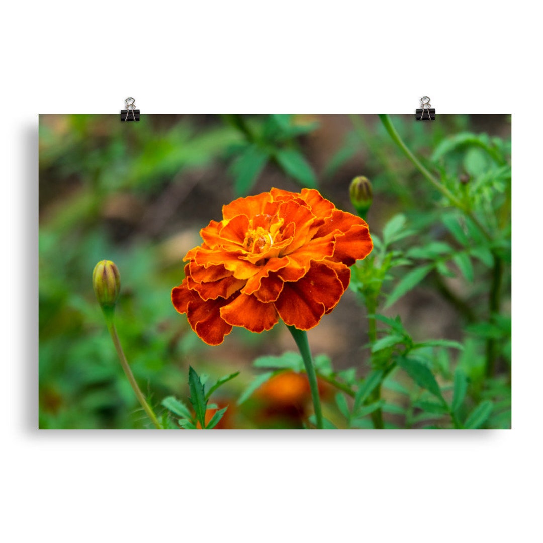 MARIGOLD FLOWER Photo Poster Wall Art Décor Without Frame - Etsy