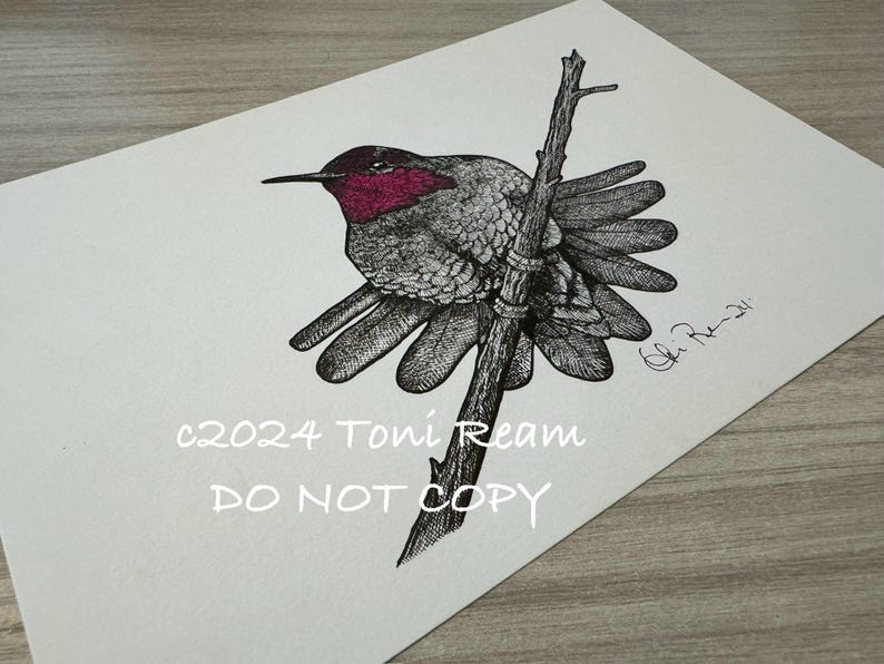 ORIGINAL Hummingbird Art Sketch Portrait Ink Pen | Pet Farmhouse Animal ...