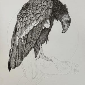 Fine Art Bird Vulture California Condor Painting Original Pen Ink ...