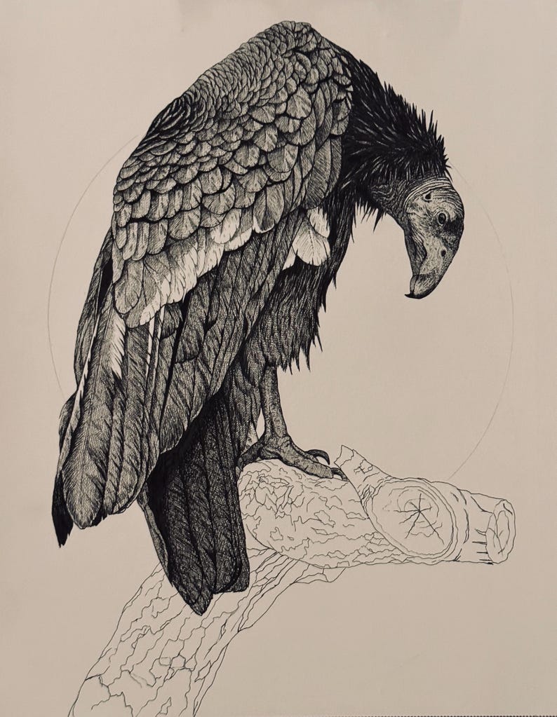 ORIGINAL Vulture California Condor Painting Pen Archival Ink Drawing ...