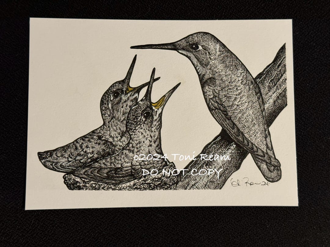 ORIGINAL Hummingbird Art Sketch Portrait Pet Farmhouse Animal Wall ...