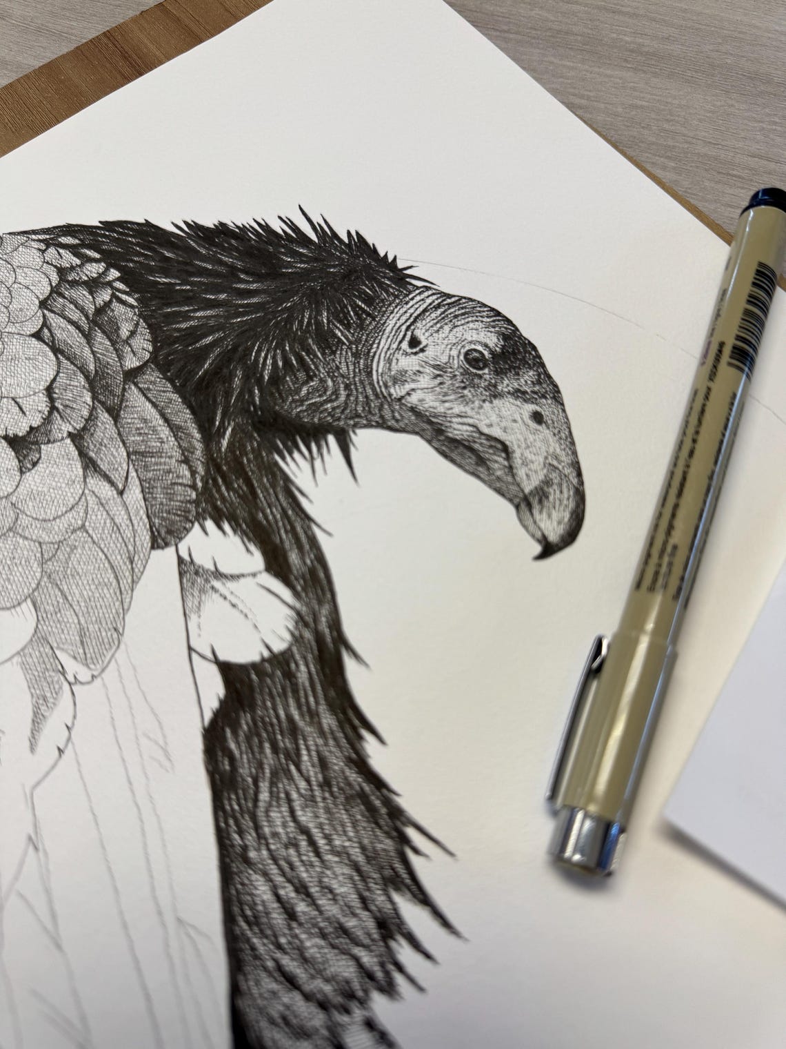 Fine Art Bird Vulture California Condor Painting Original Pen Ink ...
