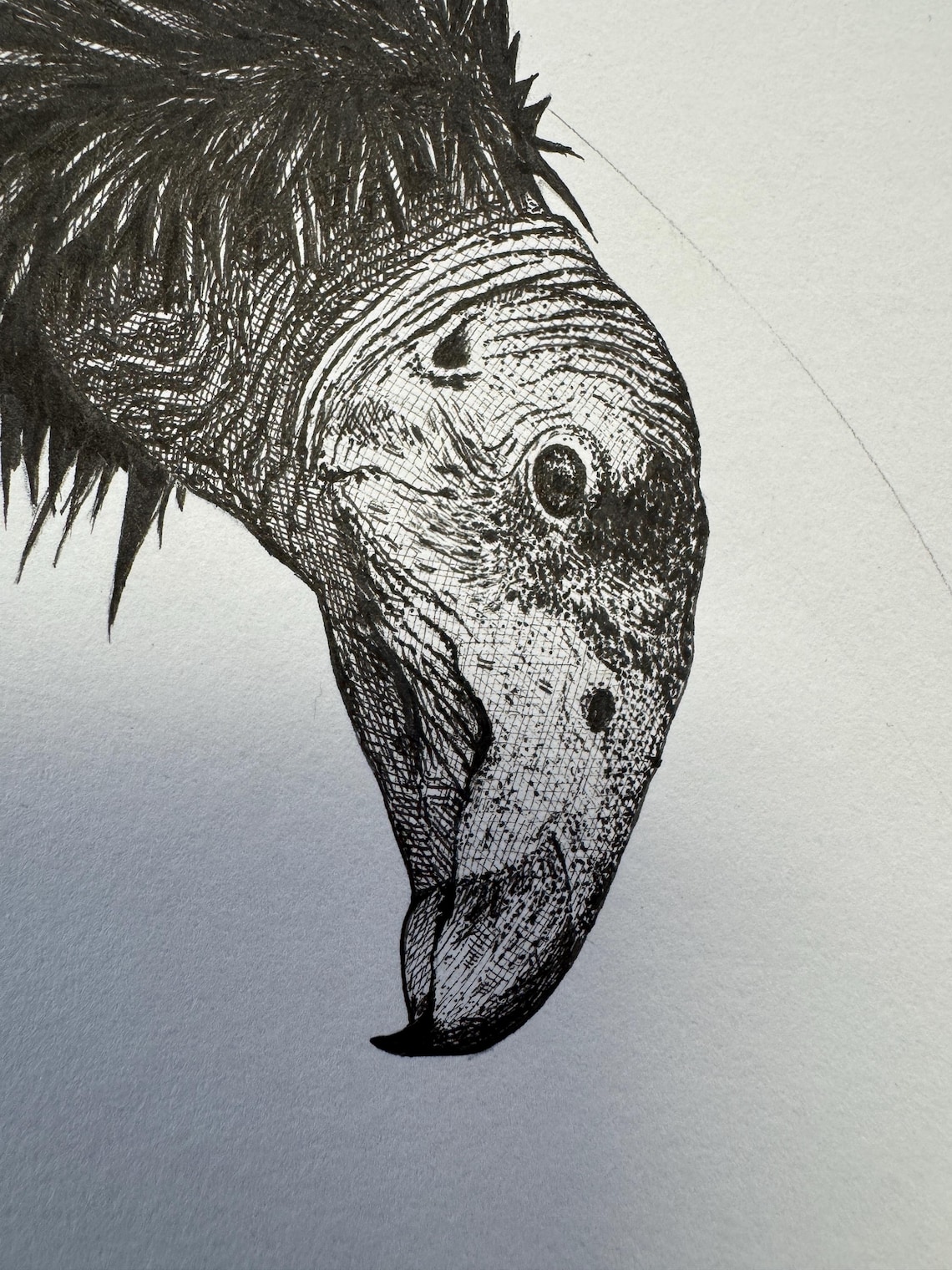 Fine Art Bird Vulture California Condor Painting Original Pen Ink ...