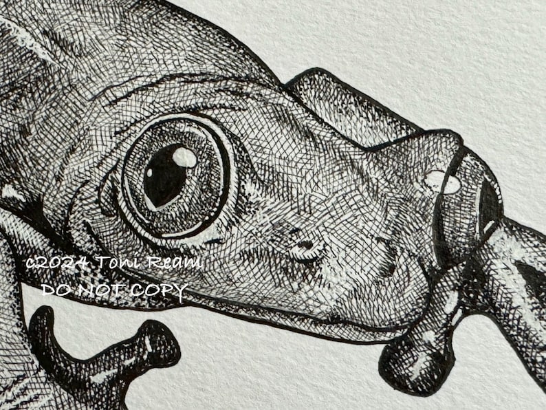 ORIGINAL Tree Frog Sketch Portrait Ink Pen | Farmhouse Amphibian Art ...