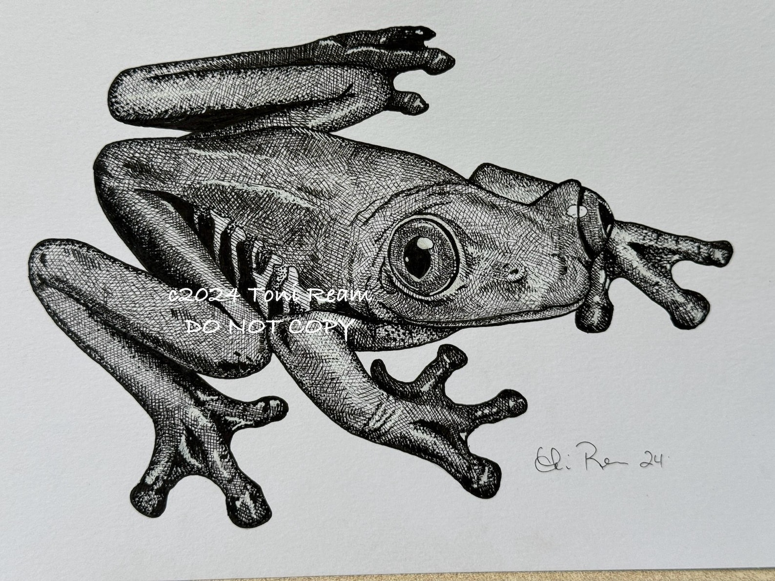ORIGINAL Tree Frog Sketch Portrait Ink Pen | Farmhouse Amphibian Art ...
